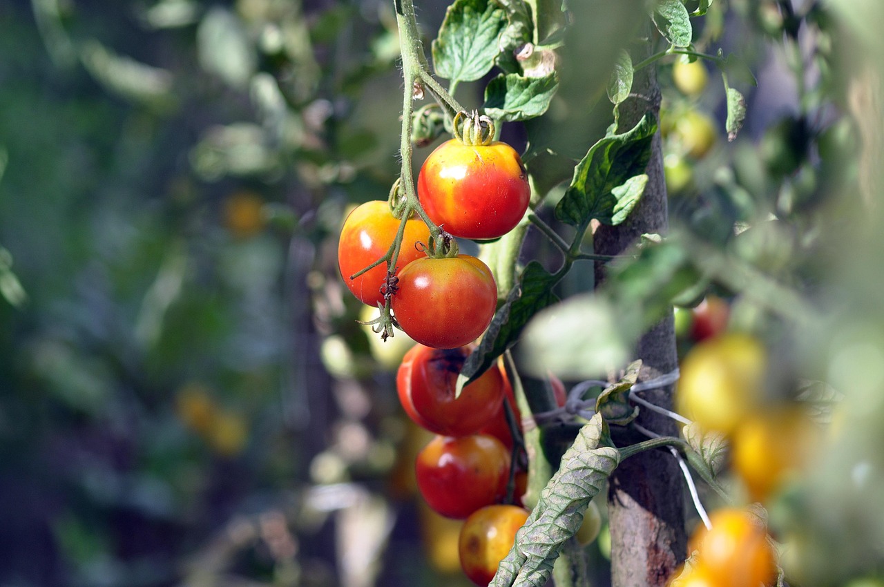 Vrijetijdsbesteding in Nederland: de opmars van de moestuin - moestuinen.nl